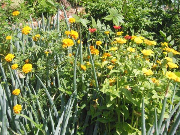 Bellamar Gardens, Cuba – Permaculture College Australia