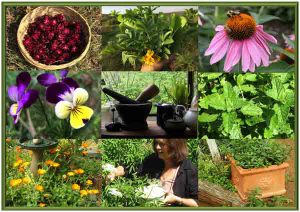 Permaculture College Australia – at Djanbung Gardens